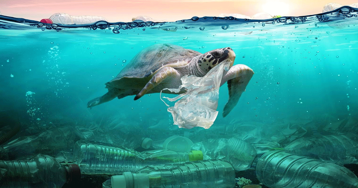 The Plastic Waste Crisis | YAZU!